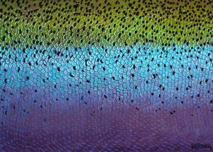 Abstract Flank Series | Derek DeYoung